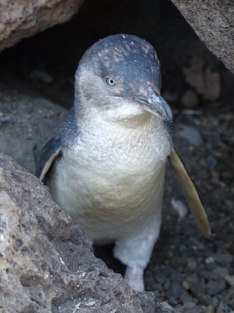 Australian Little Penguin from Victoria, Australia on October 29, 2015 ...