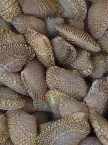 Paratapes undulatus · iNaturalist