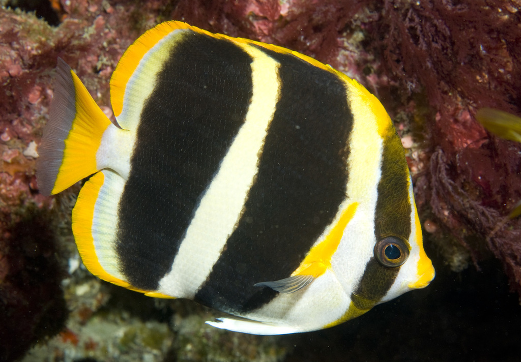 Threeband Butterflyfish (Lord Howe Island) · iNaturalist