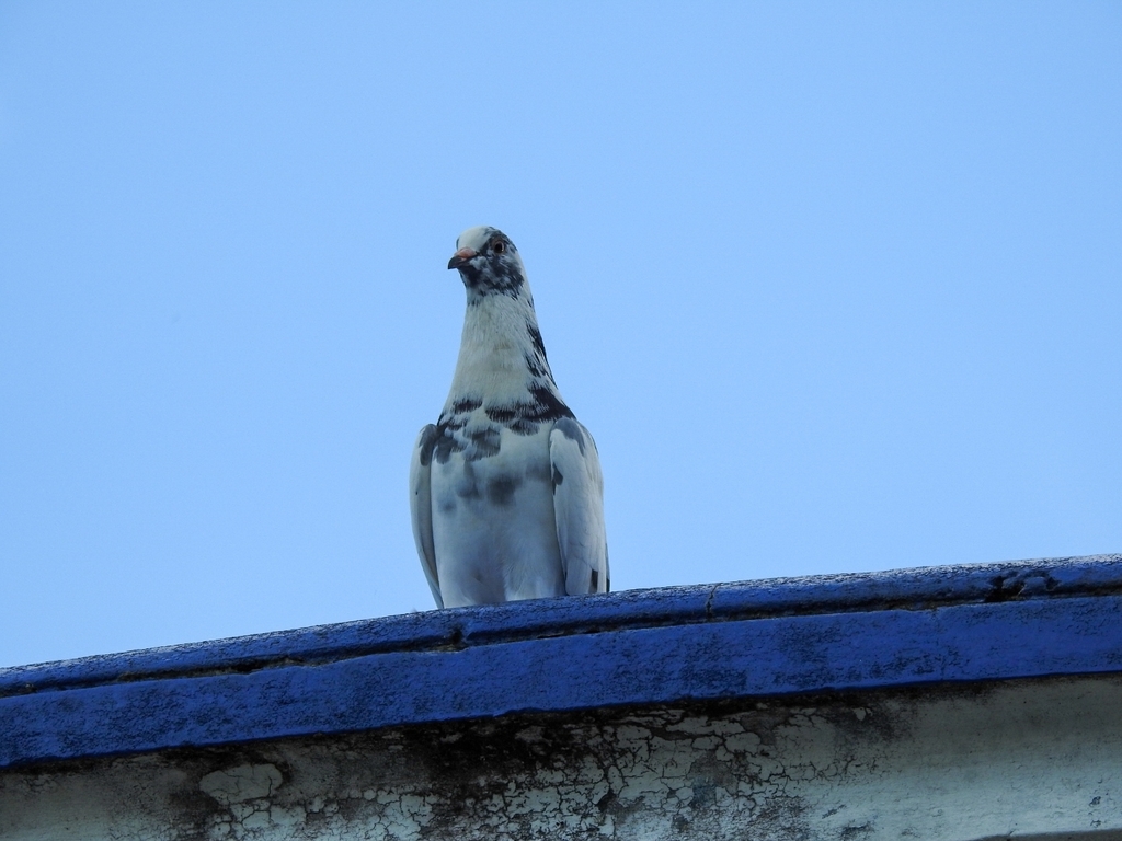 Rock Pigeon from 16002, Perú on May 02, 2021 at 04:53 PM by Roger ...