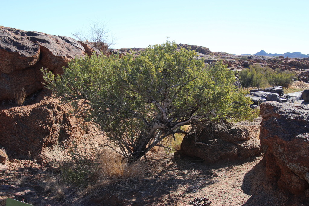 Shepherds Tree from Moonrock Hike - Augrabies Falls National Park on ...