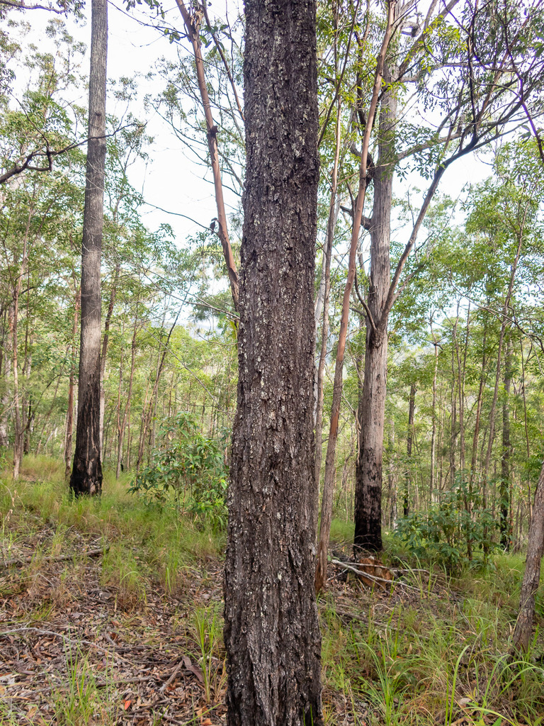 Northern Grey Ironbark from Numinbah Valley QLD 4211, Australia on May ...