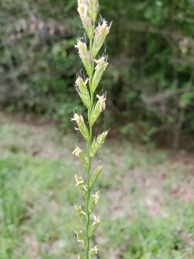 Italiaans raaigras (Plantenkennis: grasachtigen) · iNaturalist