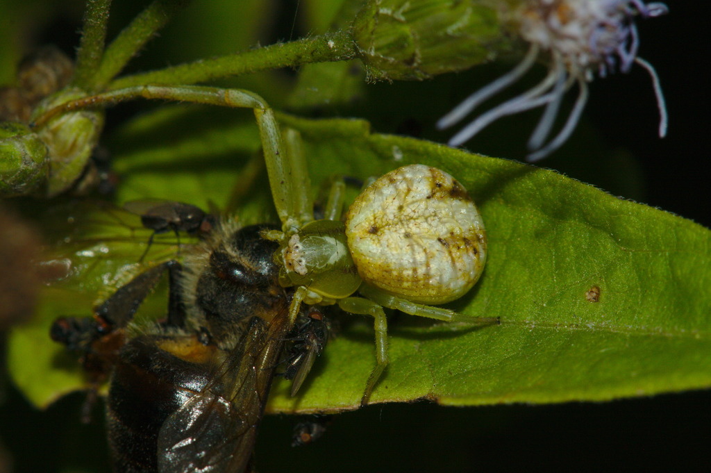 Misumenops from Reserva Natural Urbana San Martín on May 02, 2021 at 05 ...