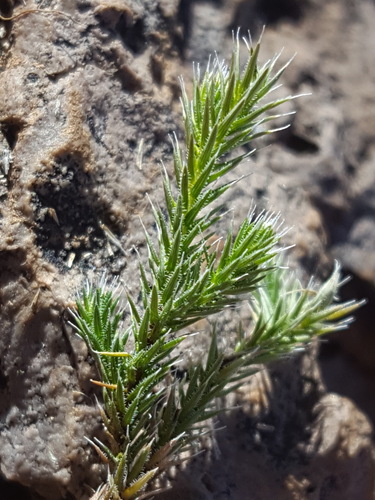Doradilla (Selaginella rupincola)