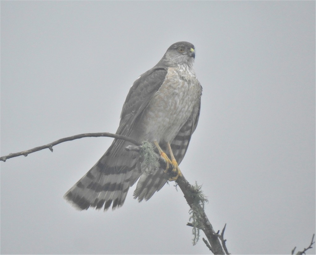Sharp-shinned Hawk from Municipio de Victoria, Tamps., México on March ...