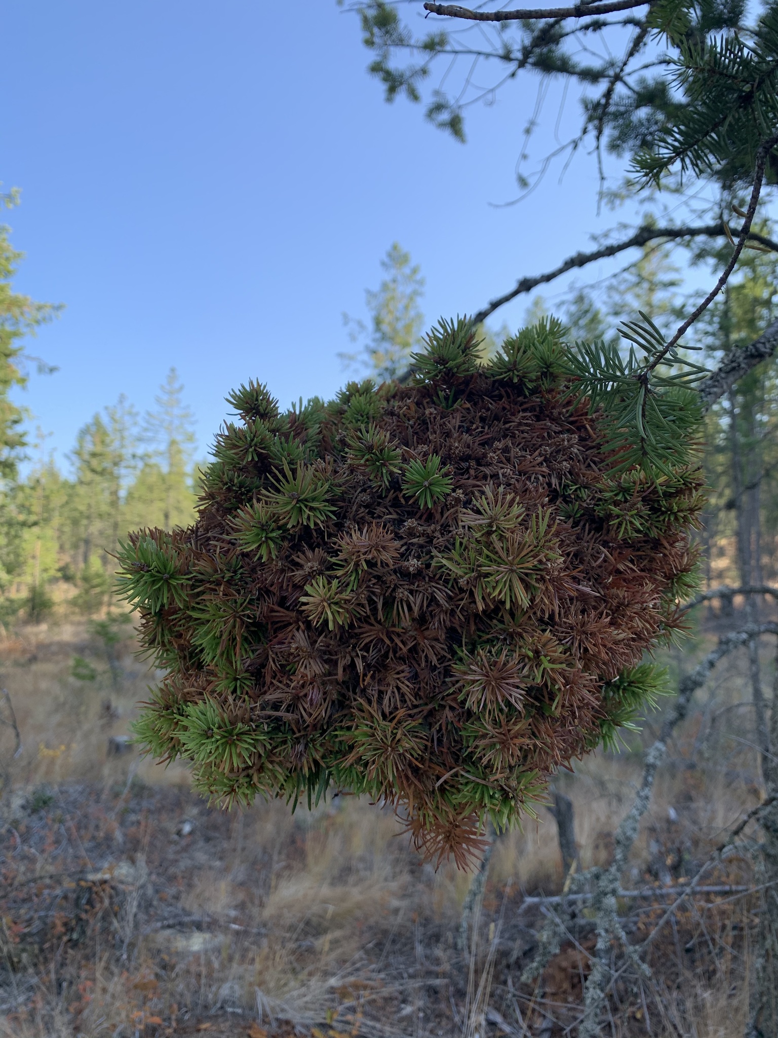 Douglas Fir Dwarf Mistletoe