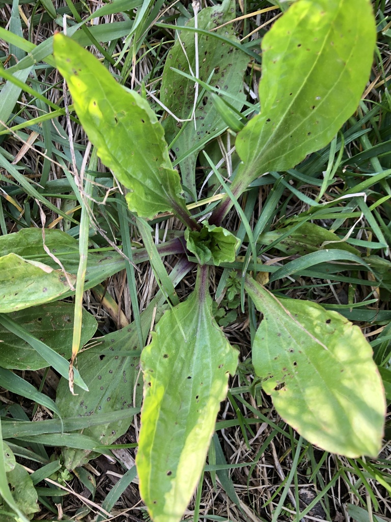 American plantain from Pioneer Dr, Komoka, ON, CA on May 02, 2021 at 06 ...