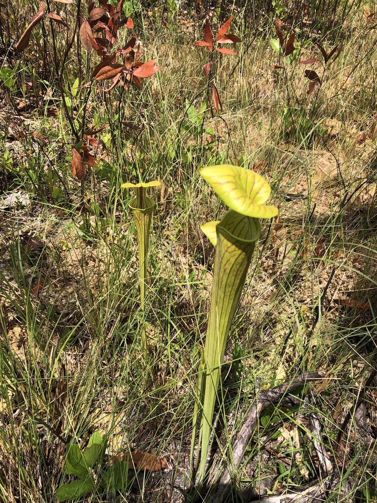 yellow pitcher plant in May 2021 by alizaks · iNaturalist