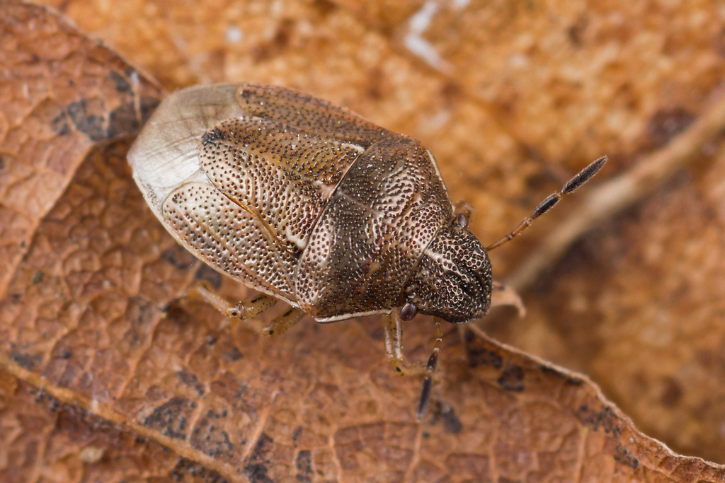 Neottiglossa pusilla (Hétéroptères Pentatomoidea de France ...