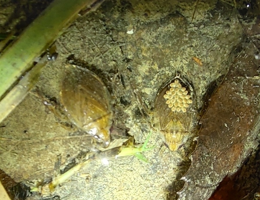 Diplonychus rusticus (Fabricius, 1871)