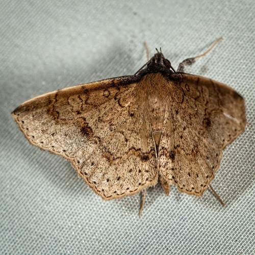 Genus Radosa · iNaturalist