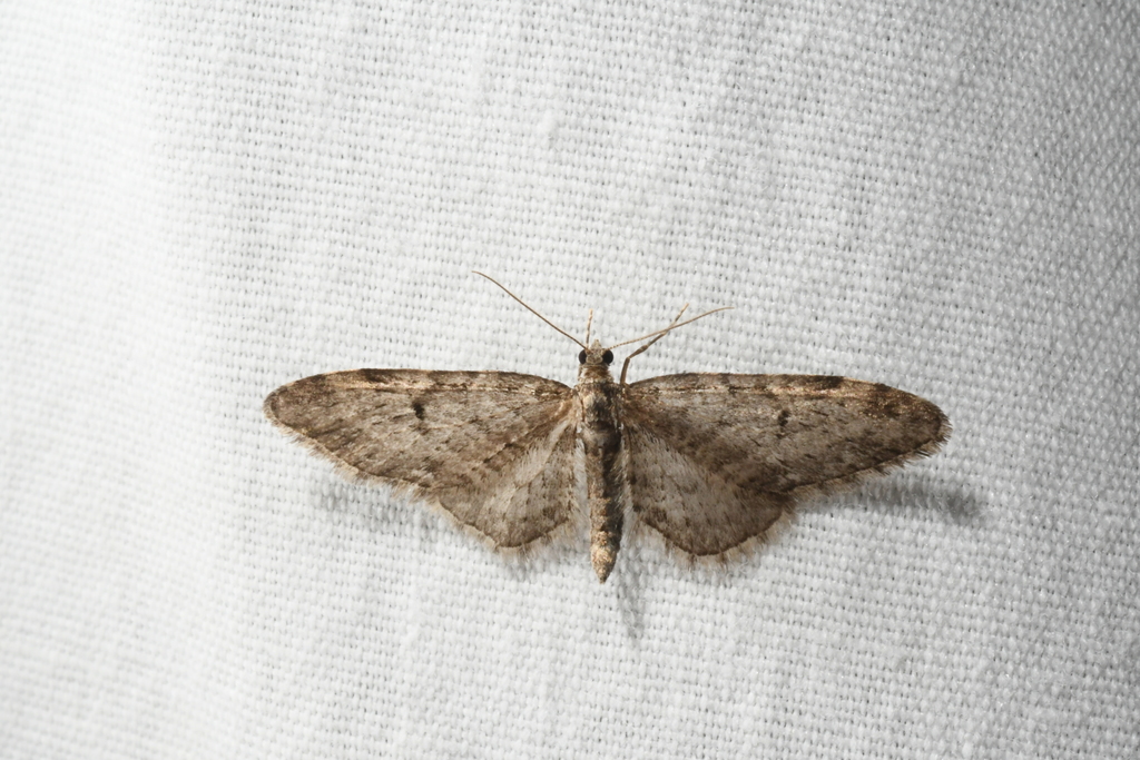Larch Pug Moth from Quai on April 27, 2021 at 09:13 PM by Jonathan ...