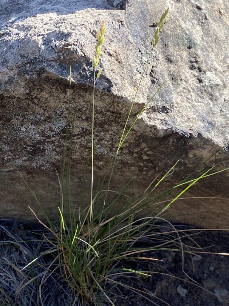 Pooideae from Turquoise Trail, Cedar Crest, NM, US on May 02, 2021 at ...