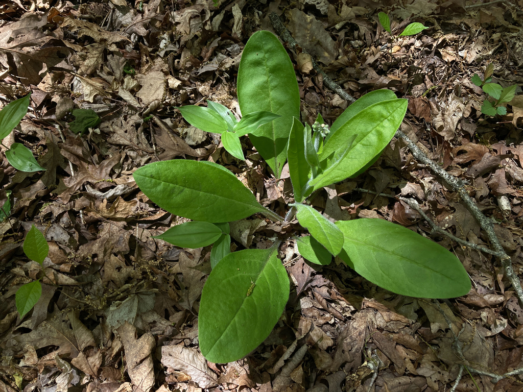 wild comfrey from Montgomery, Virginia, United States on May 01, 2021 ...