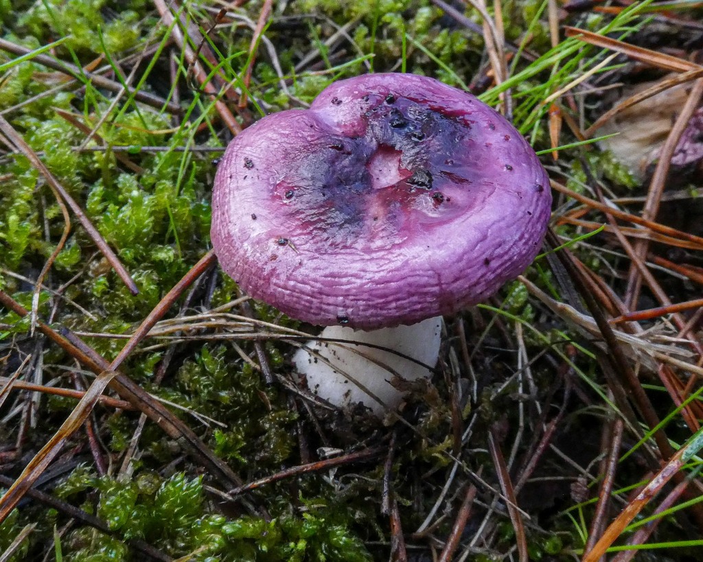 Russula integra from Blackburn Lake Sanctuary VIC 3130, Australia on ...