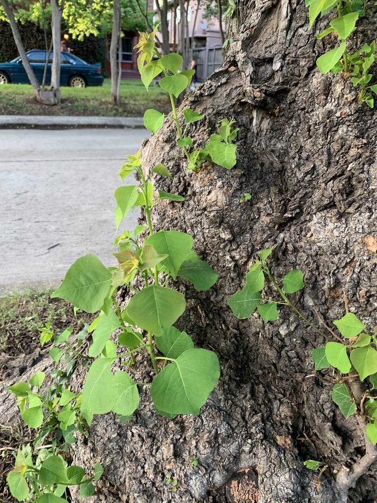Chinese Tallow from Bonnie Brae St, Houston, TX, US on May 2, 2021 at ...