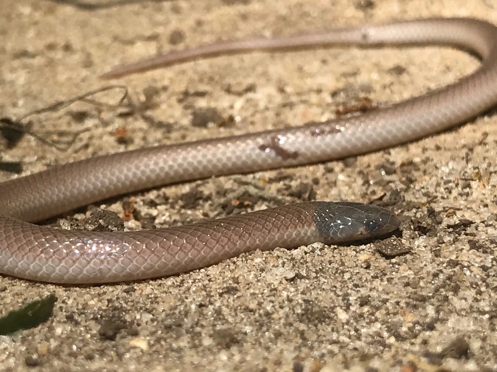 Central Florida Crowned Snake in April 2021 by gshrum. Found in Lowndes ...