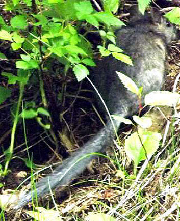 Bushy-tailed Woodrat (Neotoma cinerea) - Know Your Mammals
