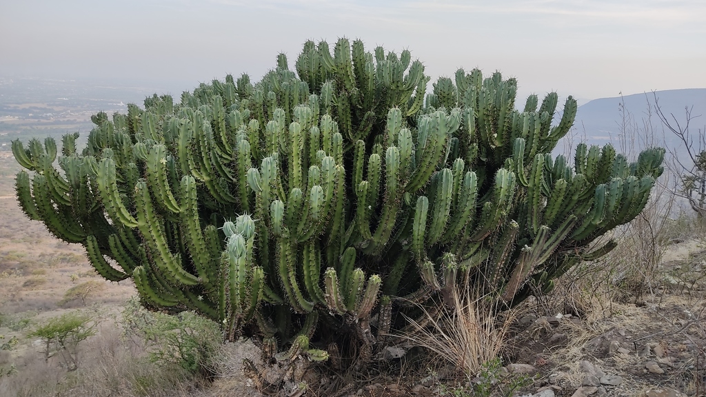 Blue Myrtle-cactus from Apaxco, México, Mexico on May 02, 2021 at 08:17 ...