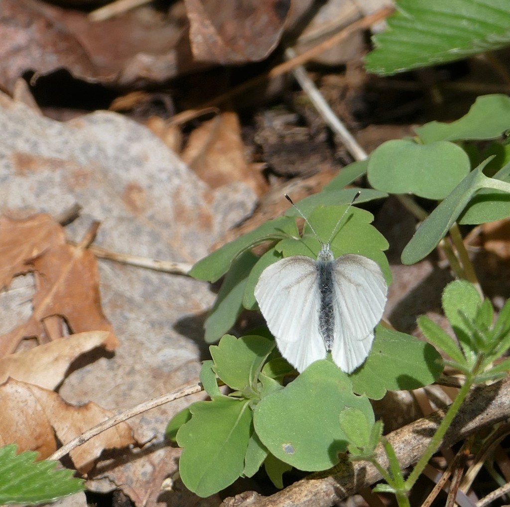 West Virginia White in May 2021 by rbartgis · iNaturalist