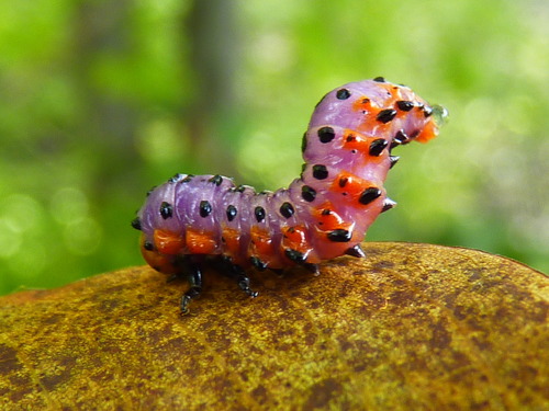 Genus Arge · iNaturalist
