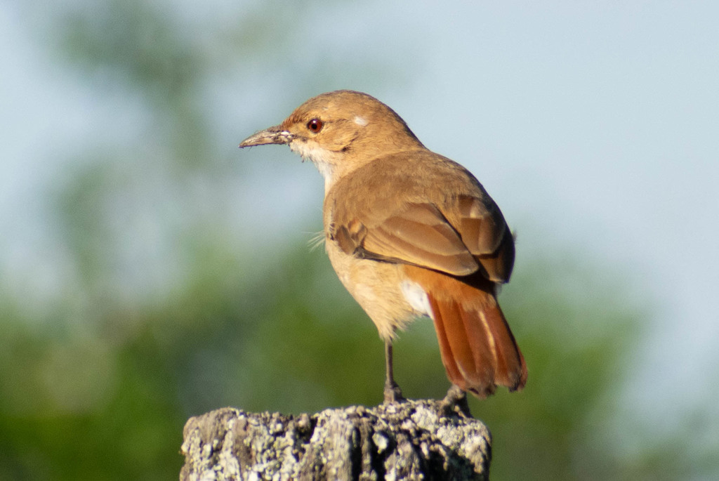 Rufous Hornero (Furnarius rufus) - Avian Discovery