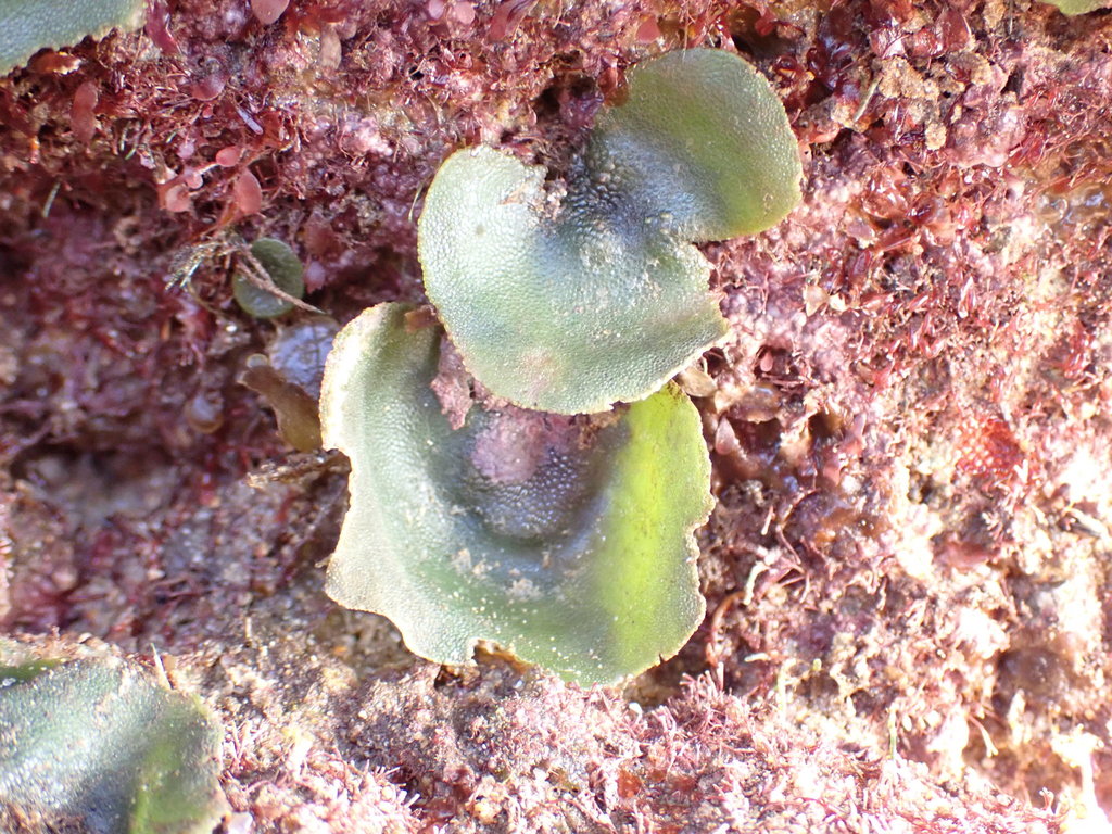 Dictyosphaeria sericea from Victoria, Australia on May 02, 2021 at 10: ...