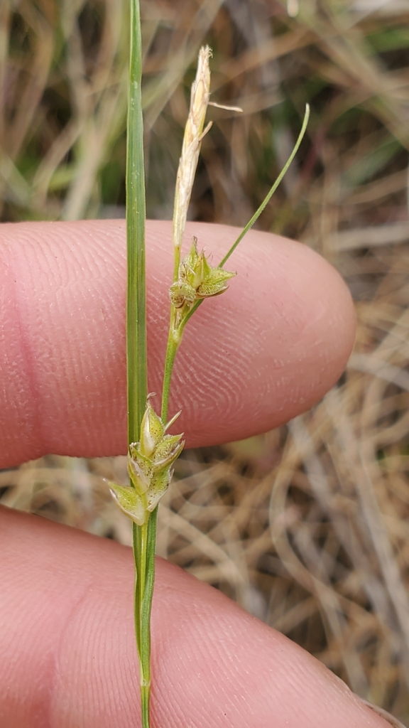 short-stemmed sedge from Coupeville, WA 98239, USA on May 1, 2021 at 02 ...