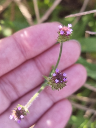 Variety Verbena hispida hispida · iNaturalist United Kingdom
