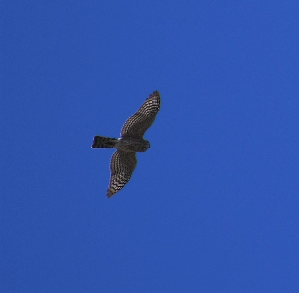 Sharp-shinned Hawk from Ada County, ID, USA on May 02, 2021 at 01:43 PM ...