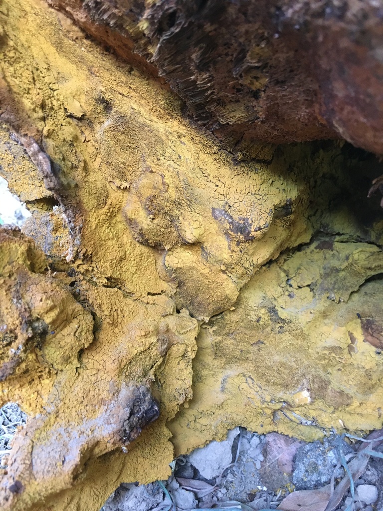 Inonotus andersonii from Briones Regional Park, Lafayette, CA, US on ...