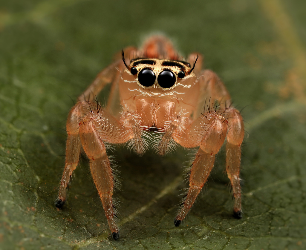 Thyene inflata (Spiders of Botswana) · iNaturalist