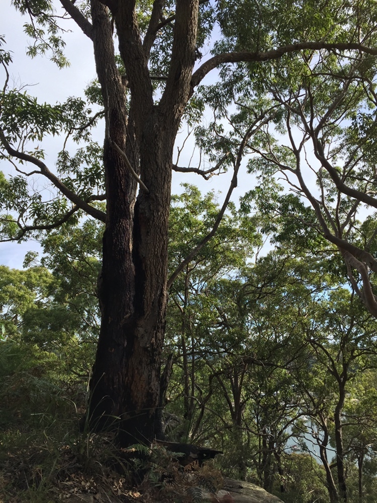 Red Bloodwood from Heath Road, Pretty Beach, NSW, AU on May 02, 2021 at ...