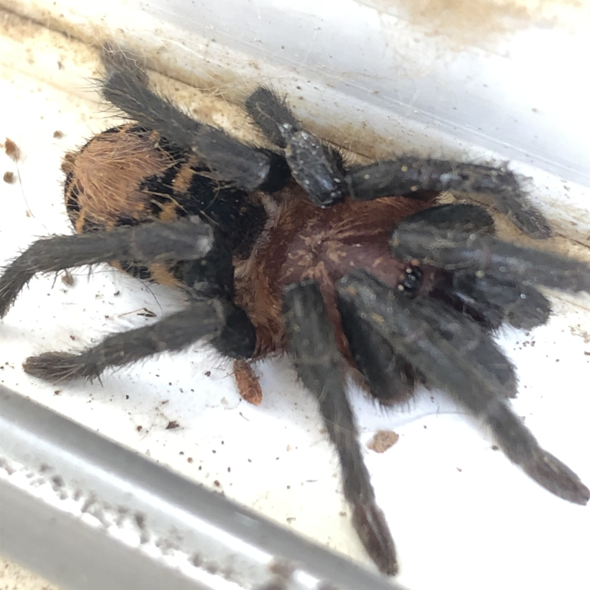 Davus ruficeps (Simon, 1891)