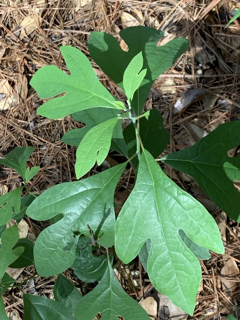 sassafras from W. Goodrich Jones State Forest, Conroe, TX, US on May 2 ...