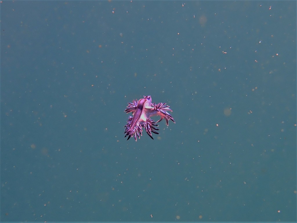 Glaucilla bennettae from Manly, NSW, Australia on December 27, 2017 at ...