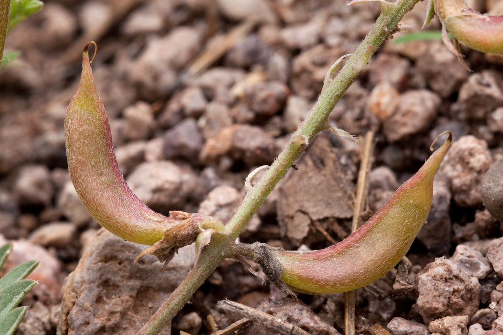 (Astragalus humistratus humistratus) - Botanical Realm
