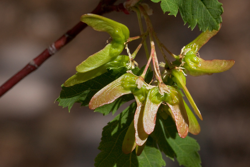 Rocky Mountain maple (Handbook for the Native Trees of Oregon ...