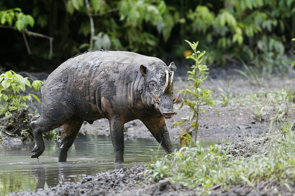 Suids and Peccaries (Suina) - Know Your Mammals