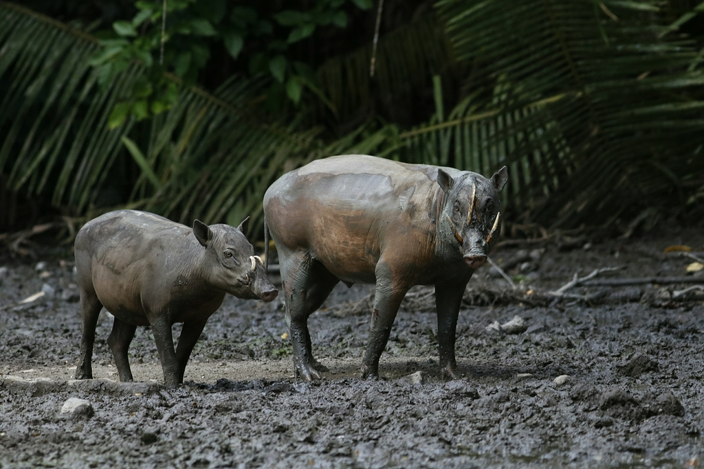 Sulawesi Babirusa (Babyrousa celebensis) - Know Your Mammals