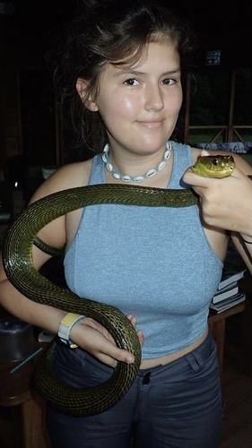 Amazon Puffing Snake (Spilotes sulphureus) - Snakes and Lizards