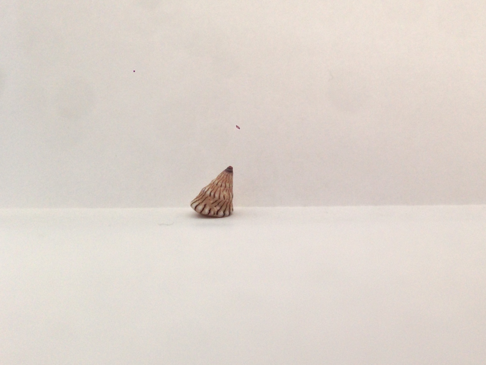 Jujubinus unidentatus (Philippi, 1844)