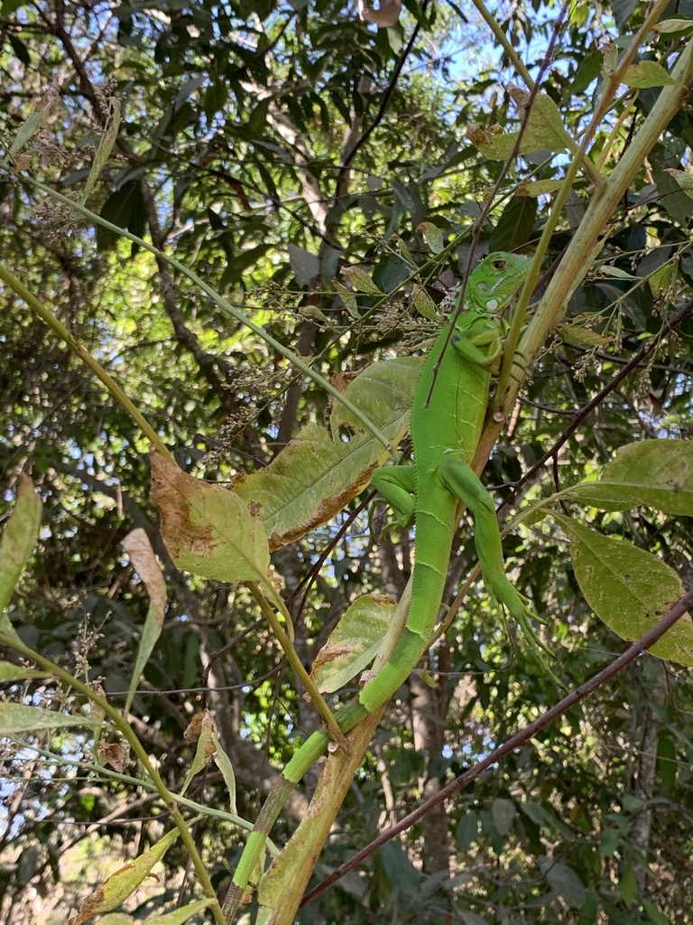 Green Iguana from Arroyo Verde, Colima, COL, MX on May 2, 2021 at 10:02 ...
