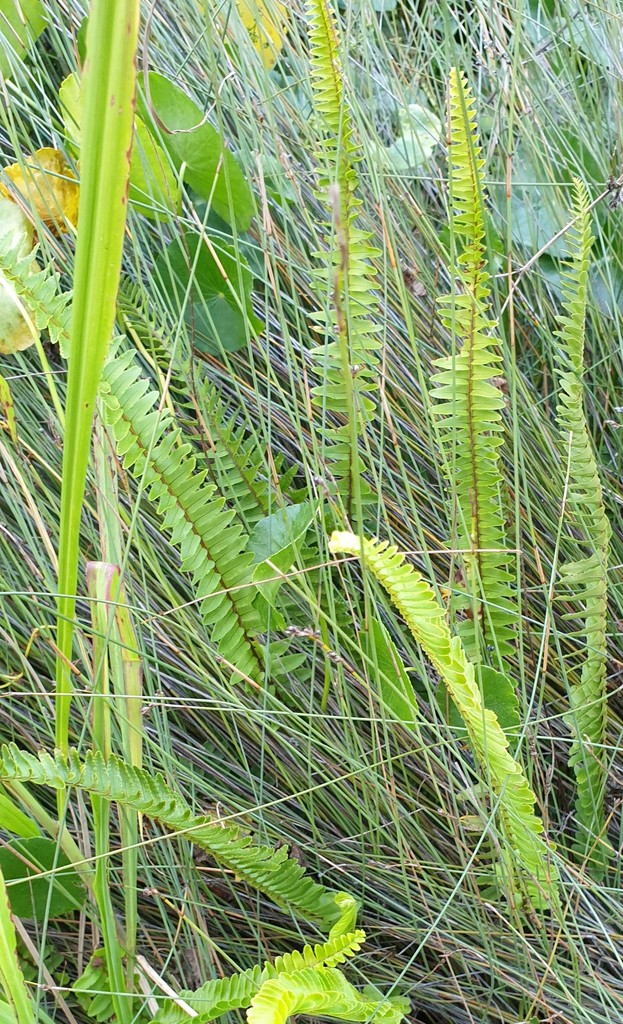 Fishbone Fern from Sydney NSW, Australia on May 02, 2021 at 04:25 PM by ...