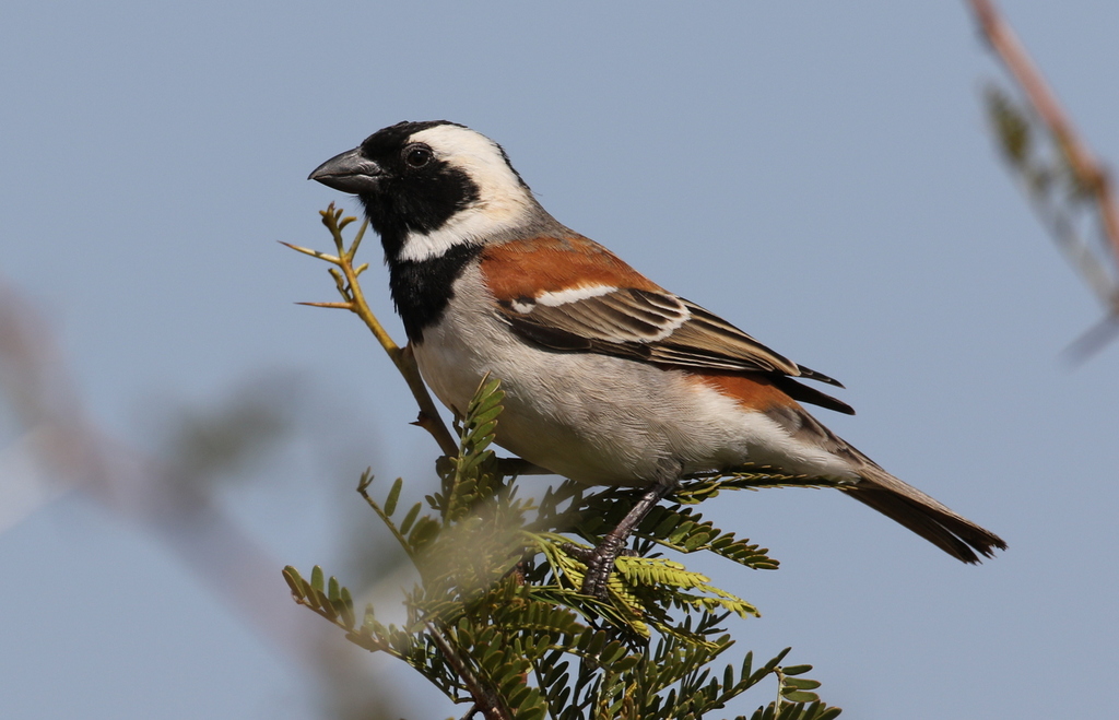 Passer melanurus vicinus (Especies y subespecies (Global)) · iNaturalist