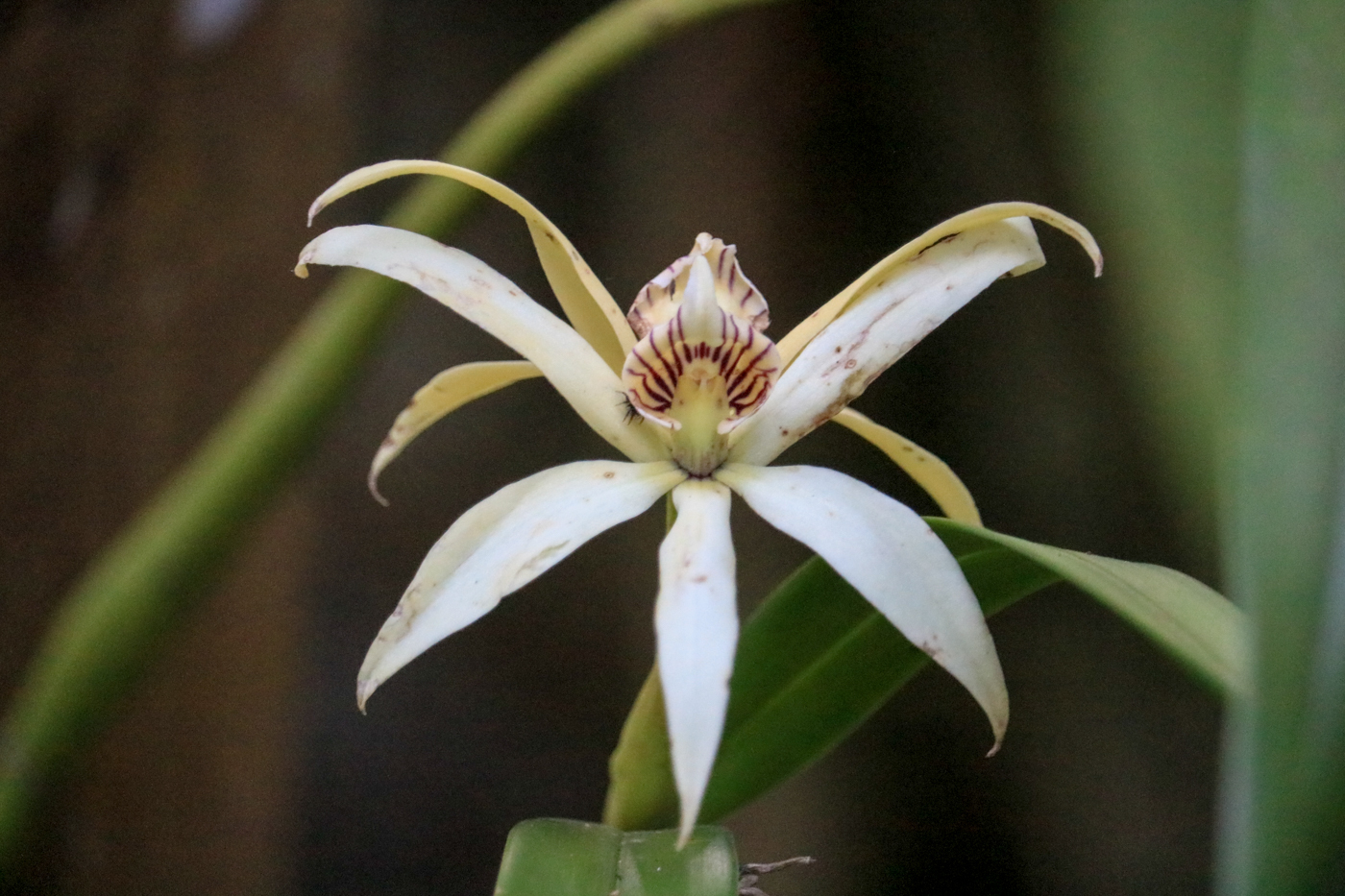 Prosthechea baculus (Rchb.f.) W.E.Higgins