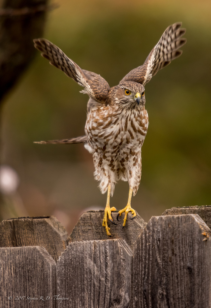 Sharp-shinned Hawk (Birds of the Preserve at Shaker Village) · iNaturalist