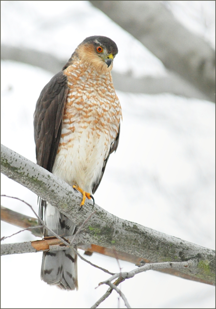 Sharp-shinned Hawk (Birds of the Preserve at Shaker Village) · iNaturalist