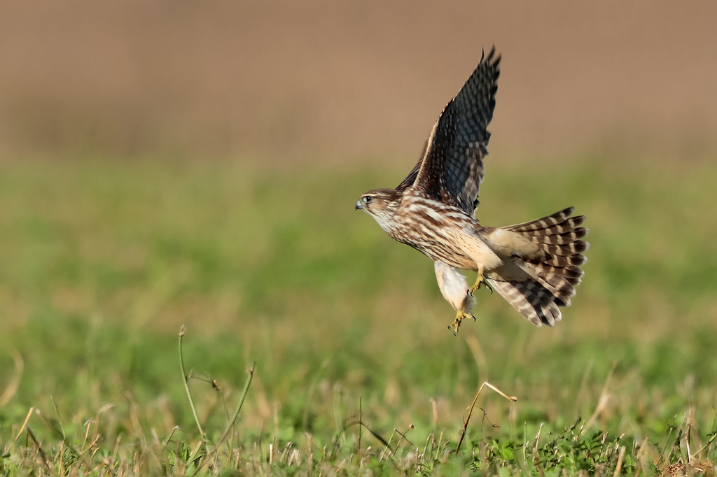 Merlin (Birds of the Preserve at Shaker Village) · iNaturalist Mexico